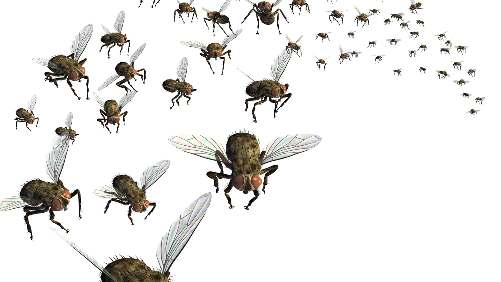 Best Fly Control Methods In Dubai | Fly control services in Dubai