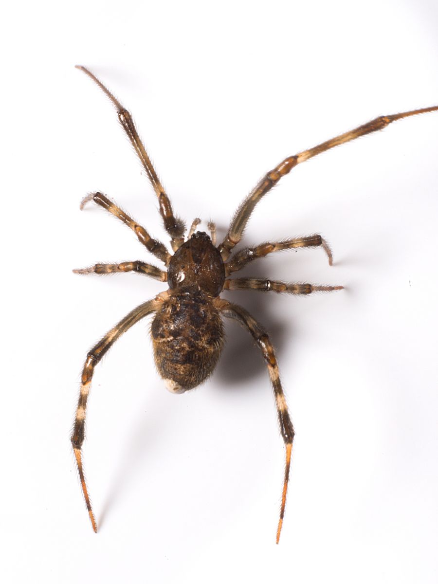 Spider Control At Home: How To Get Rid Of Spiders?