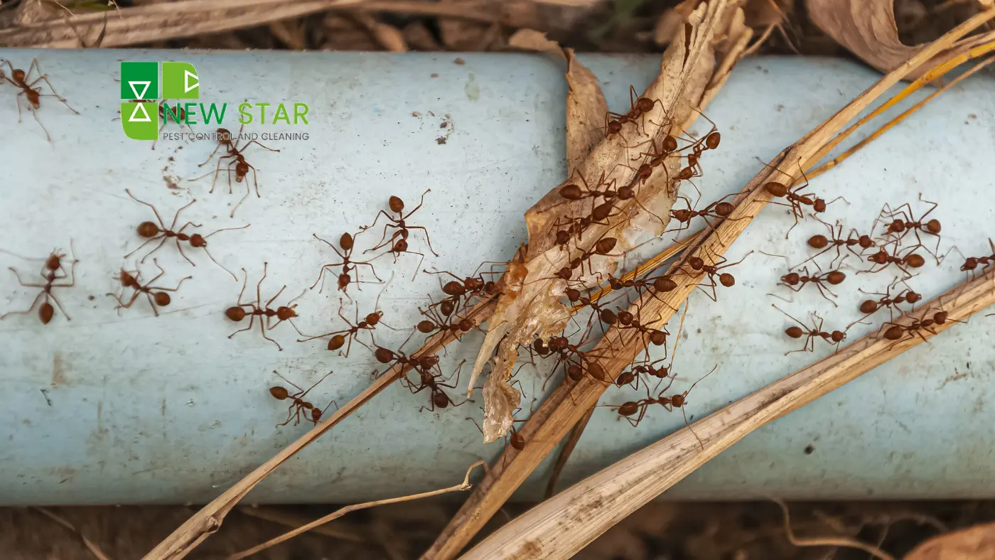 Ant pest control Dubai, UAE | Ant control company in Dubai